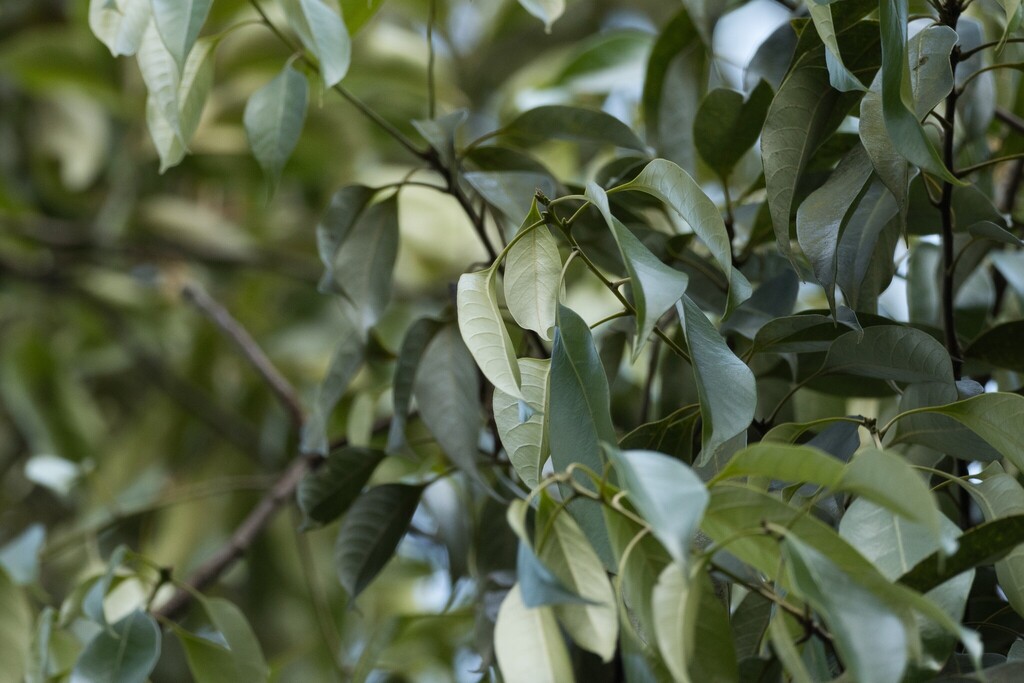 Lithocarpus litseifolius in April 2025 by tkp123 · iNaturalist