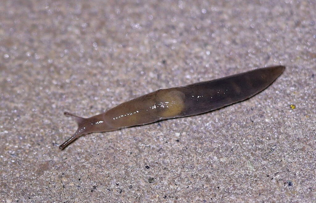 Chestnut Slug from Cahalan, San Jose, CA 95123, USA on March 31, 2025 ...