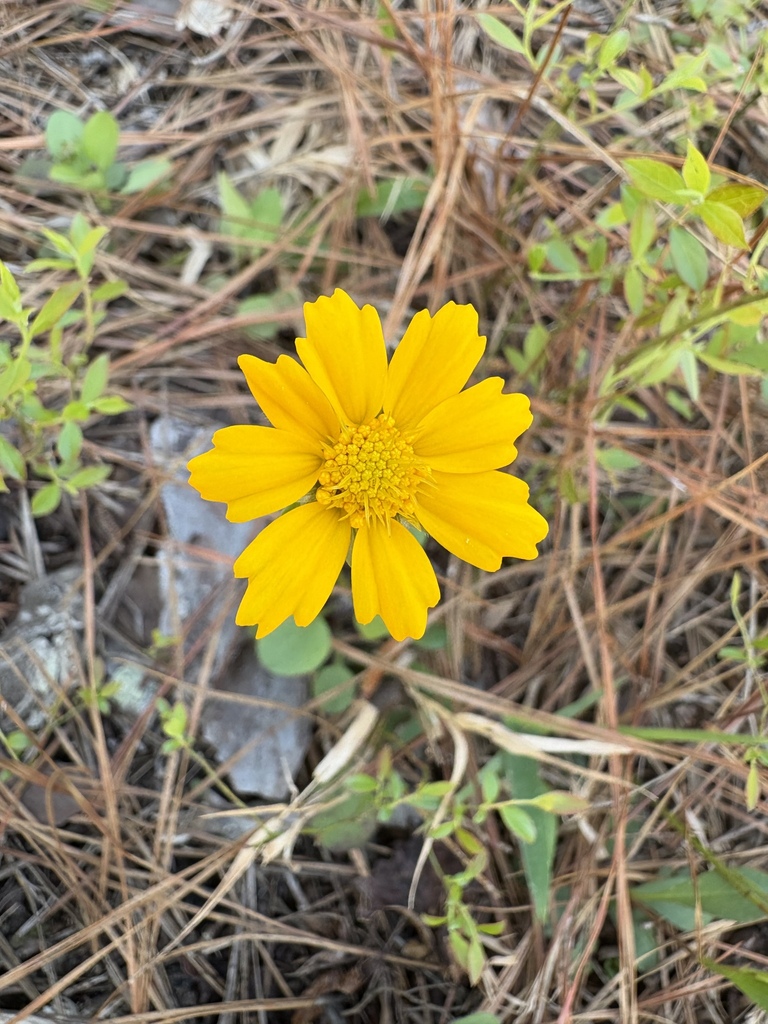 lobed coreopsis from Tuskegee National Forest Tuskegee AL USA on April ...