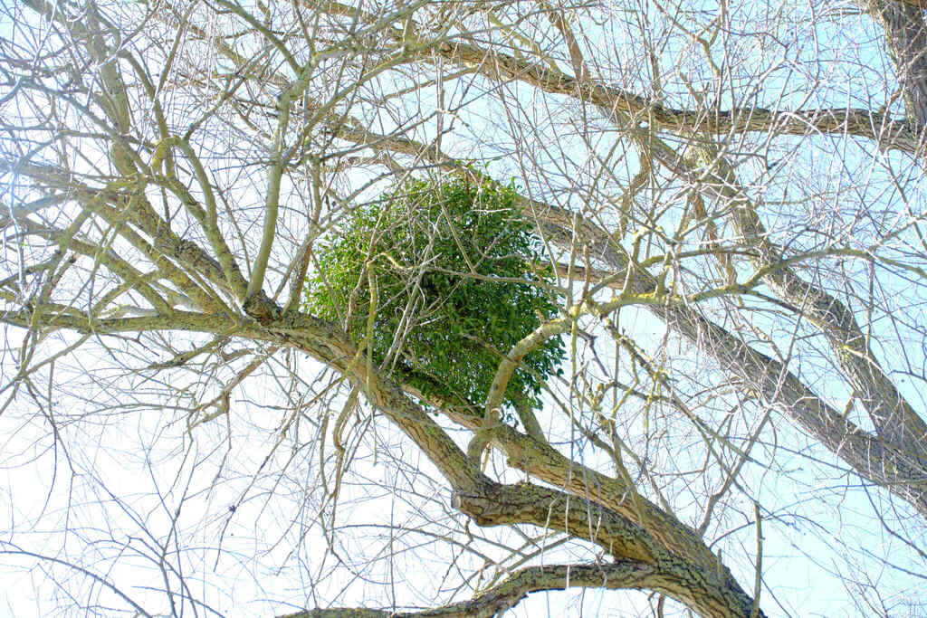 European mistletoe from Central Cambridge, Cambridge, UK on April 1 ...