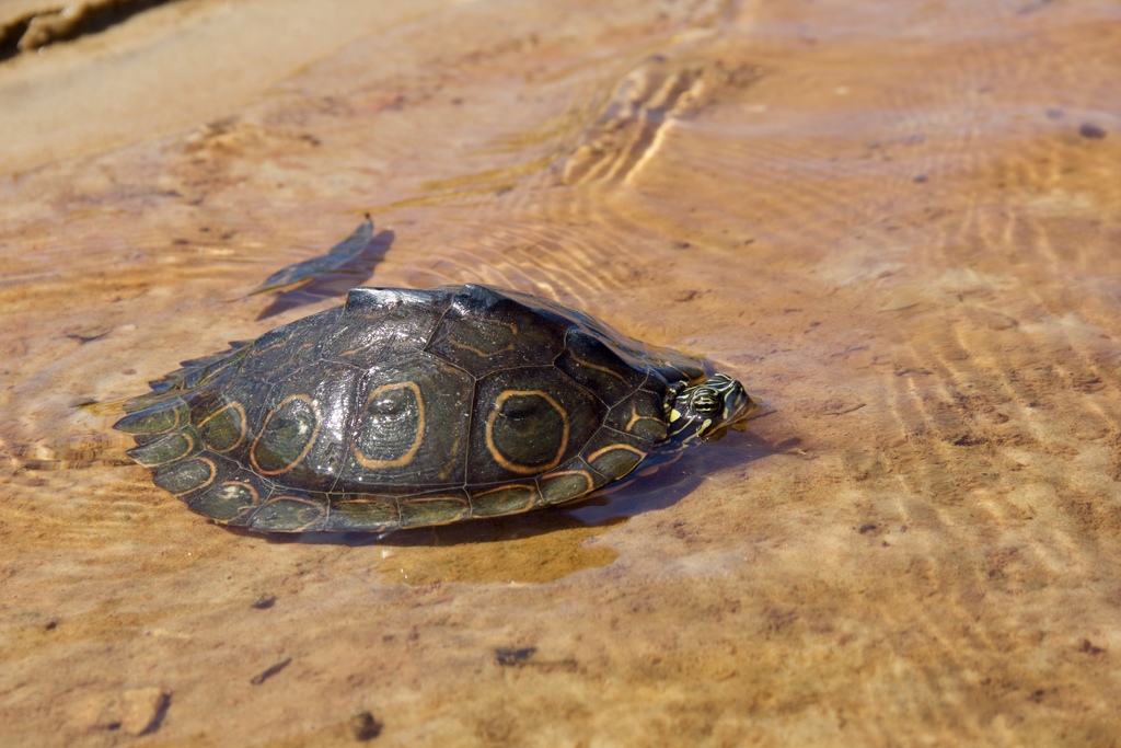 Ringed Map Turtle (Graptemys oculifera) - Marine Life Identification