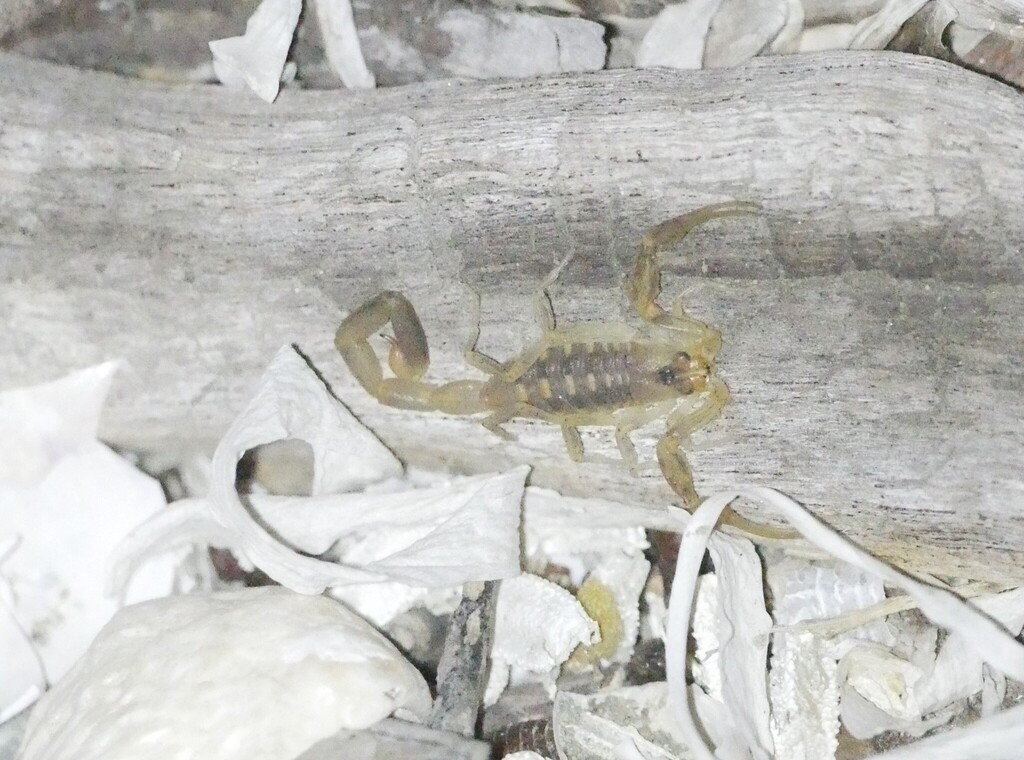 Baja California Bark Scorpion from La Paz, MX-BS, MX on February 24 ...