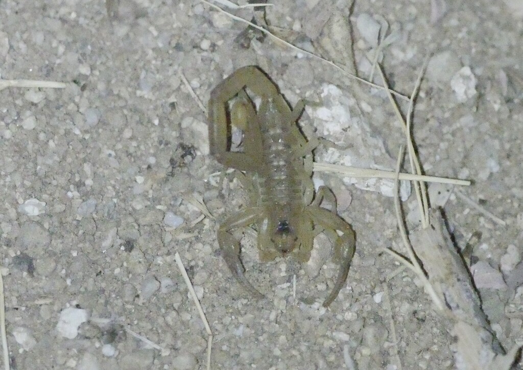 Baja California Bark Scorpion from La Paz, MX-BS, MX on February 26 ...