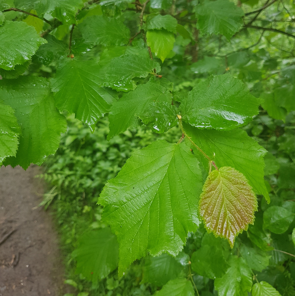 common hazel from Denbighshire, Wales, United Kingdom on May 26, 2024 ...