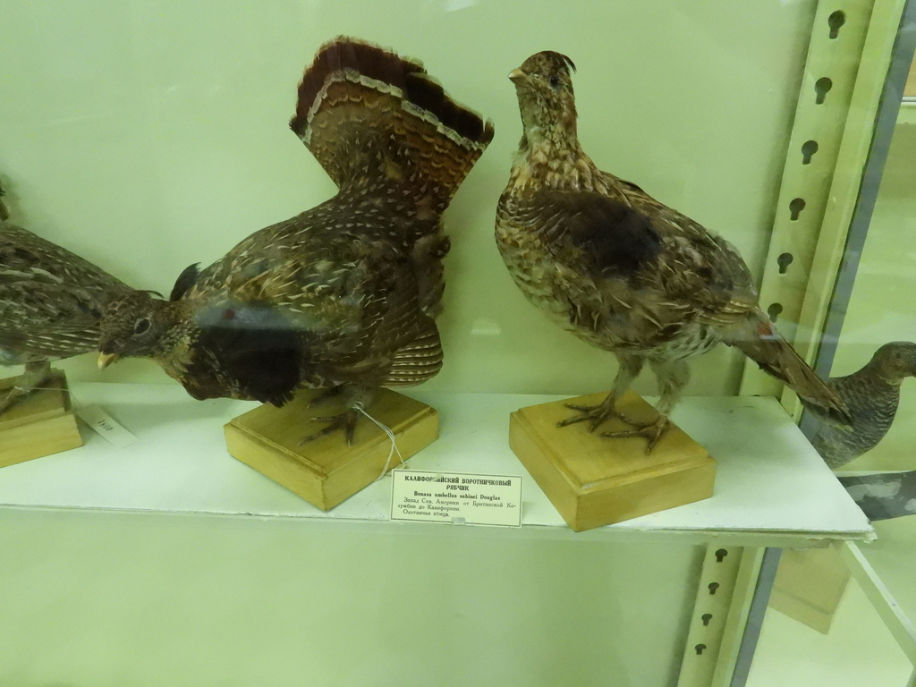Pacific Ruffed Grouse from 7-й муниципальный округ Санкт-Петербурга ...