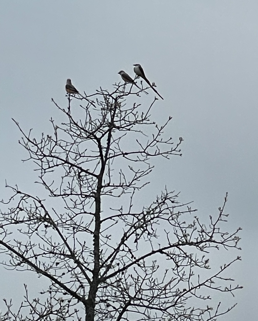 Scissor-tailed Flycatcher from Lake Atlas Dr, Bryan, TX, US on April 1 ...