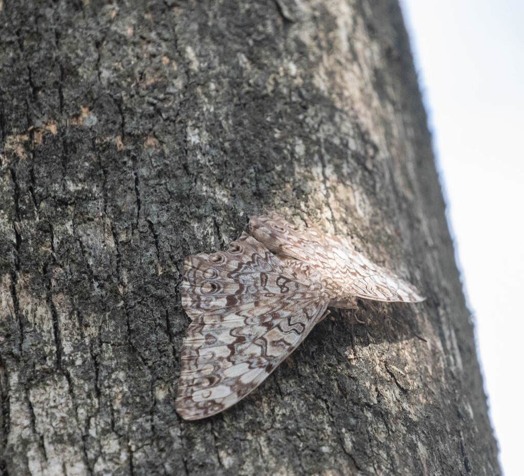 Hamadryas februa ferentina from Tulum Municipality, Quintana Roo ...