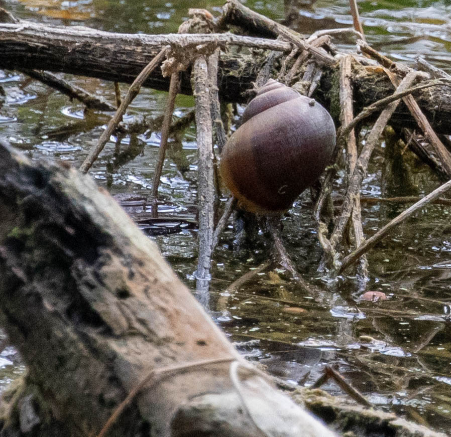 Common Apple Snails from Tulum Municipality, Quintana Roo, Mexico on ...