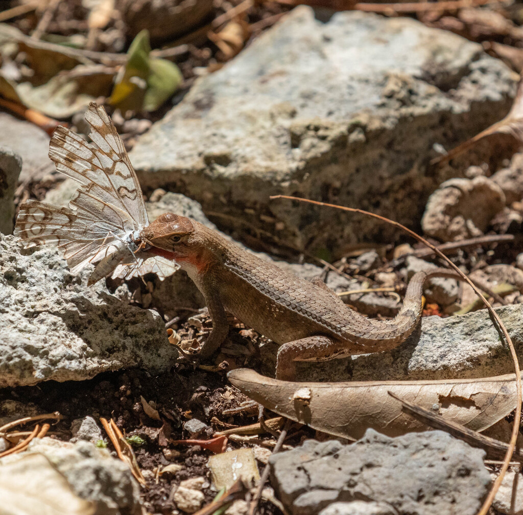 Yellow-spotted Spiny Lizard from Tulum Municipality, Quintana Roo ...
