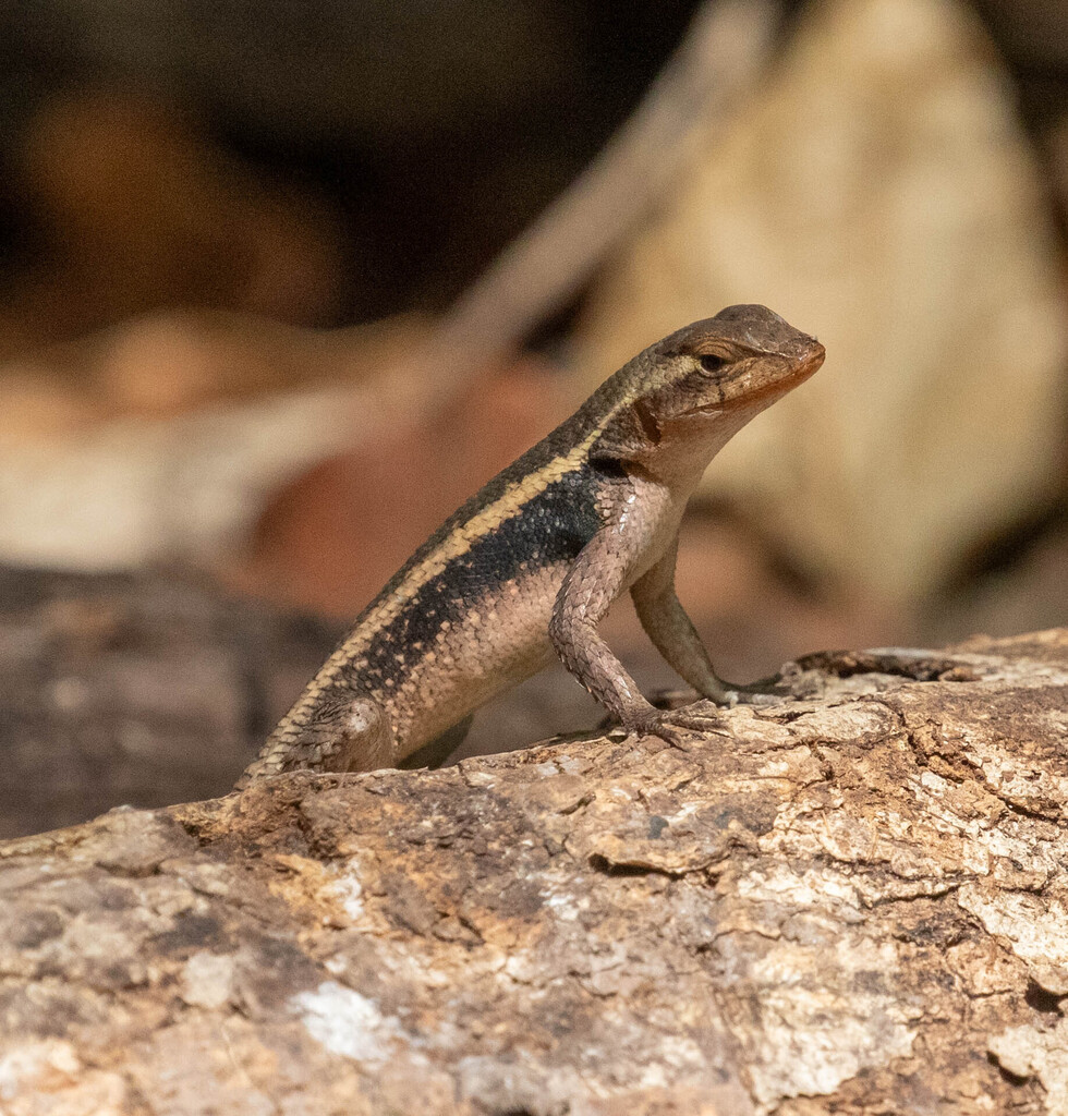 Yellow-spotted Spiny Lizard from Tulum Municipality, Quintana Roo ...