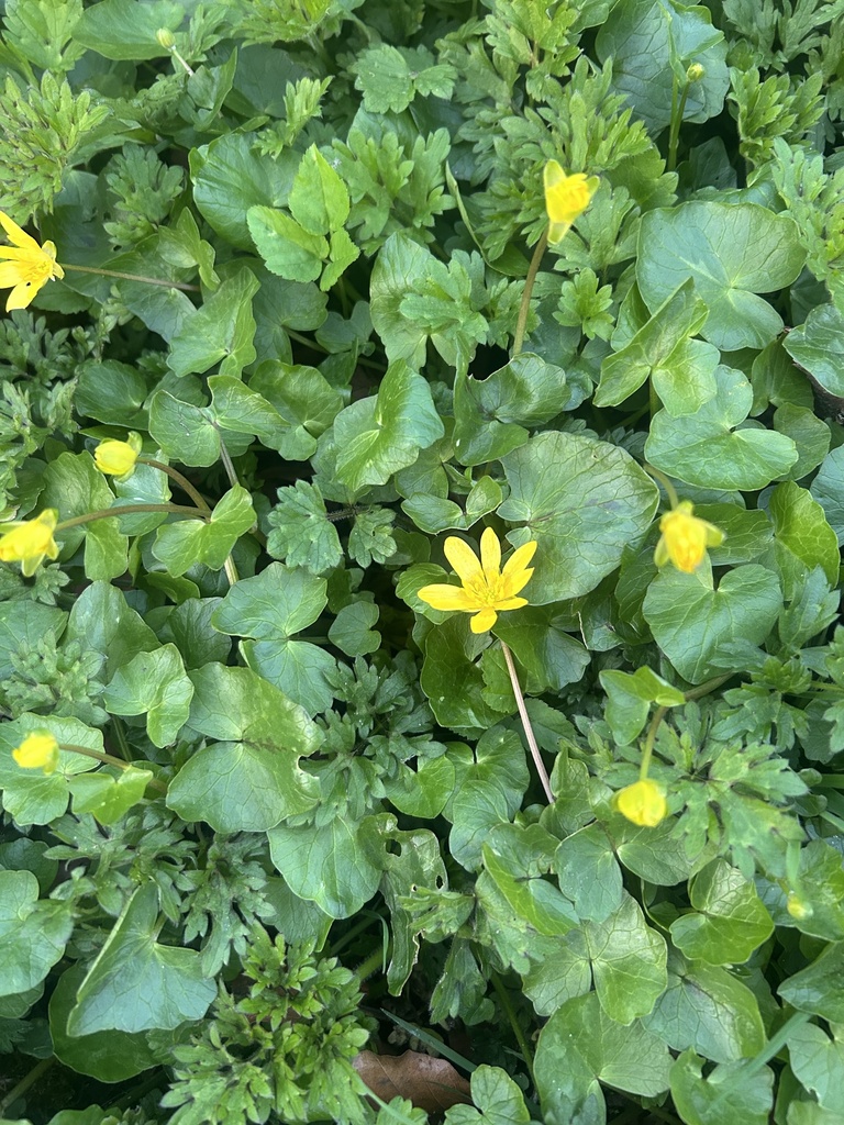 lesser celandine from Back Lane, King's Lynn, England, GB on April 1, 2025 at 07:23 PM by ...
