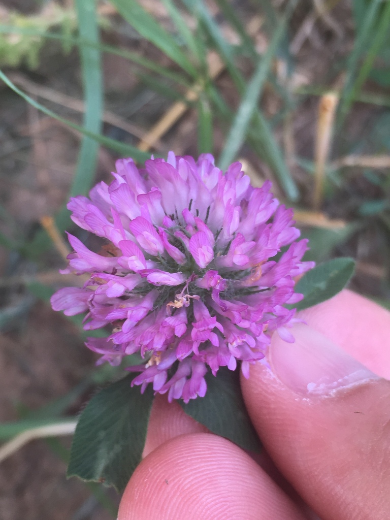 Red Clover from Jefferson County, US-CO, US on August 14, 2019 at 01:38 ...
