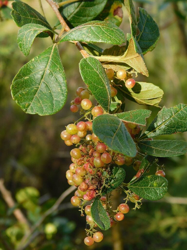 Bluntleaf Currantrhus from Platkloof Trail Greyton, 7233, South Africa ...