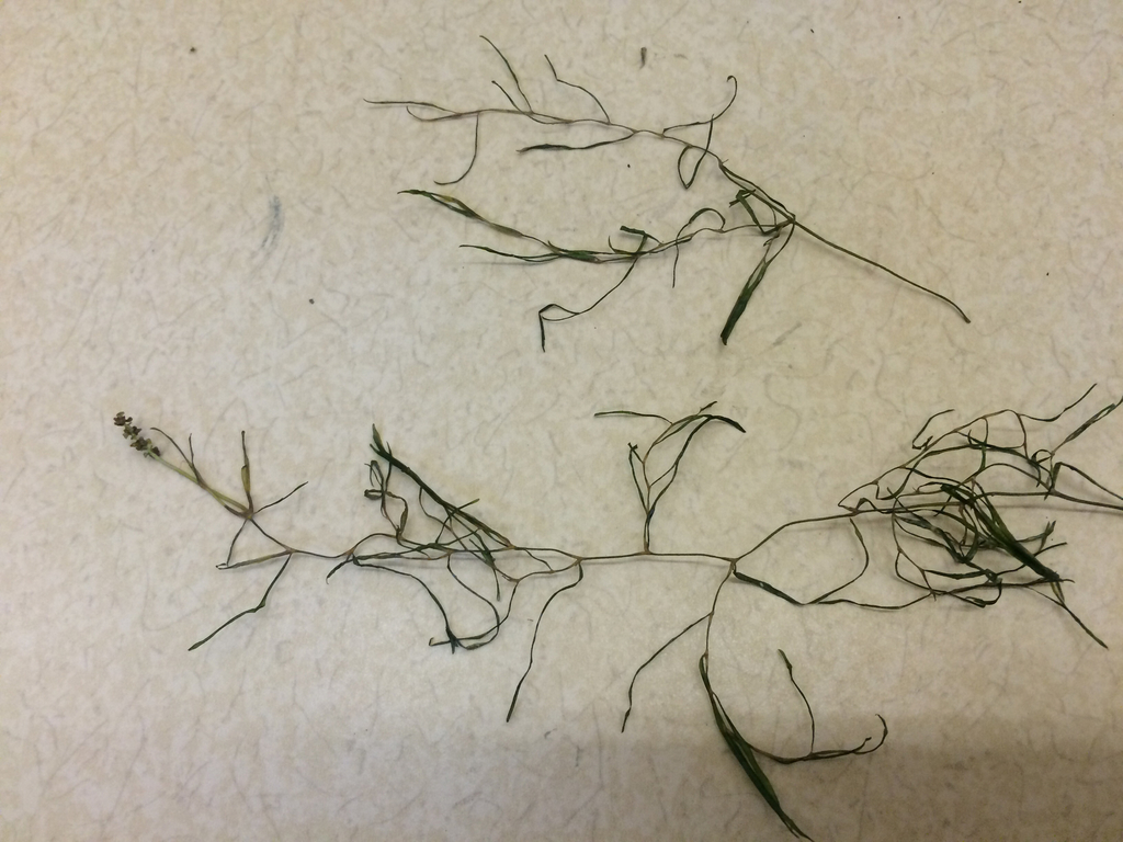 small pondweed (ADIRONDACK RESEARCH GUIDEBOOK) · iNaturalist