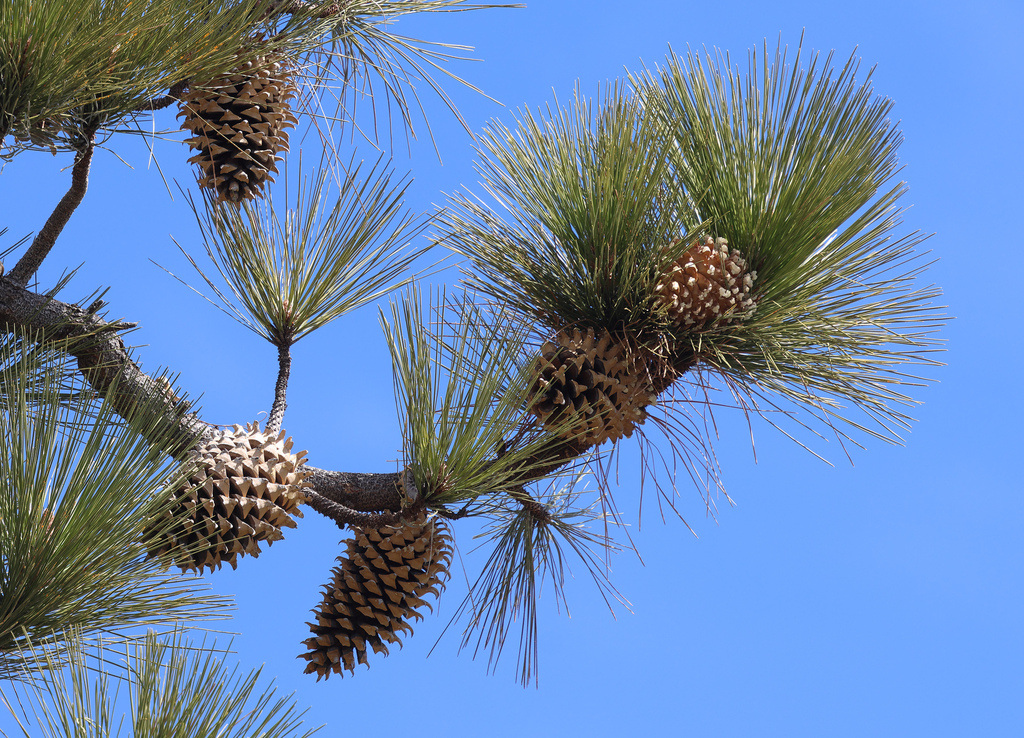 Coulter pine (Tree Study Guide - California 4-H Forestry Contest ...