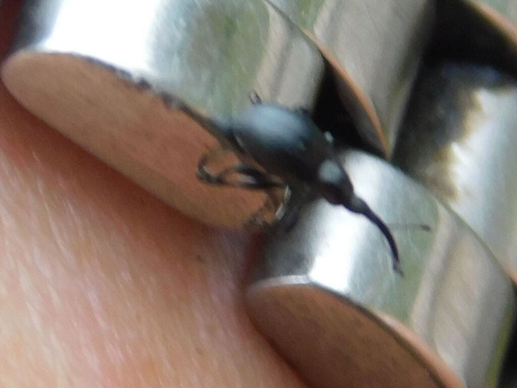 True Weevils from Platkloof Greyton, 7233, South Africa on March 30 ...