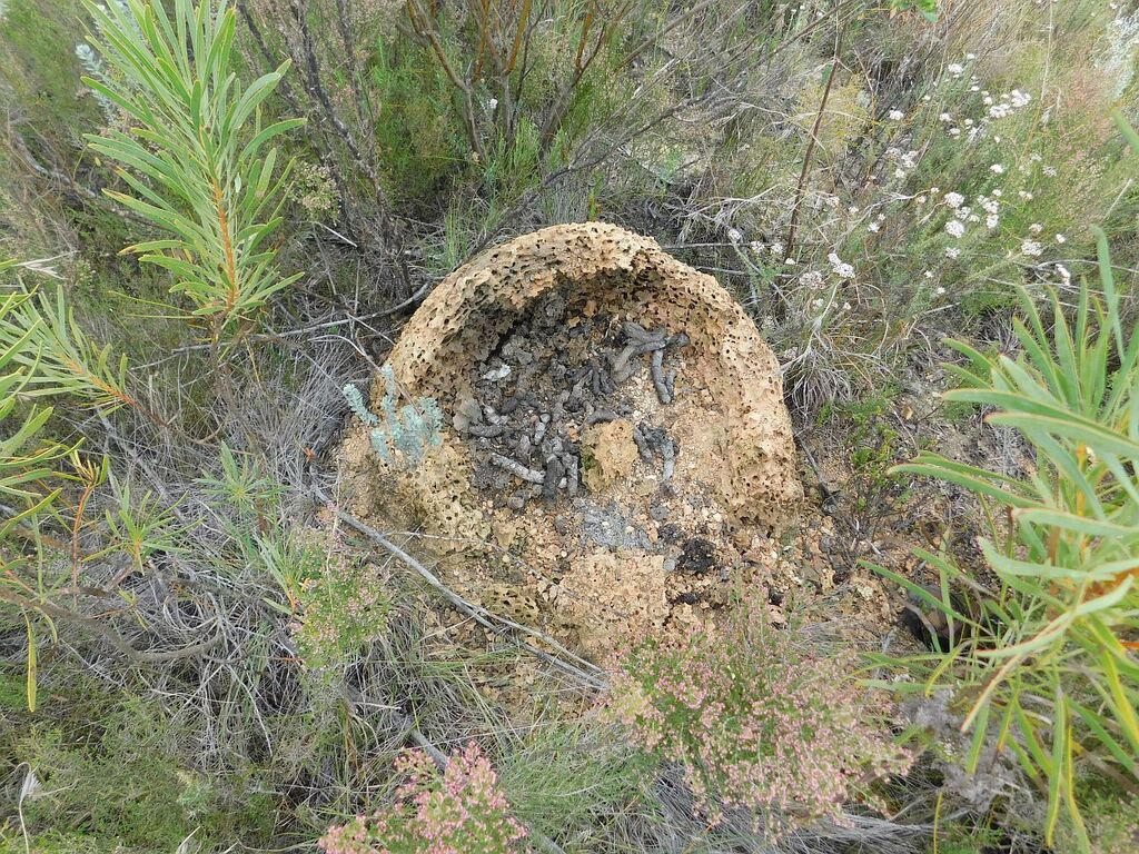 Caracal from Knietjieshoogte Greyton, 7233, South Africa on March 30, 2025 at 10:34 AM by Klaus ...