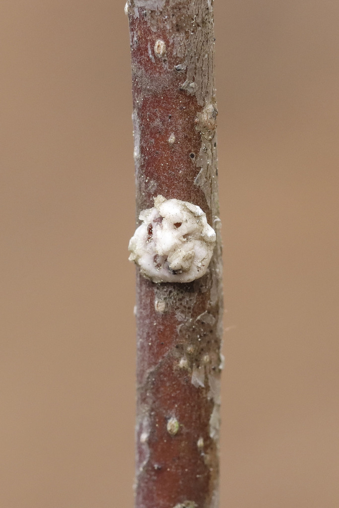 Wax Scales from Southampton County, VA, USA on March 29, 2025 at 09:23 ...