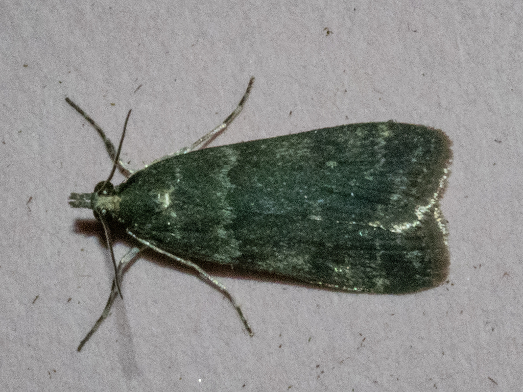 Stone Moth from Naseby 9396, New Zealand on April 01, 2025 at 10:59 PM ...
