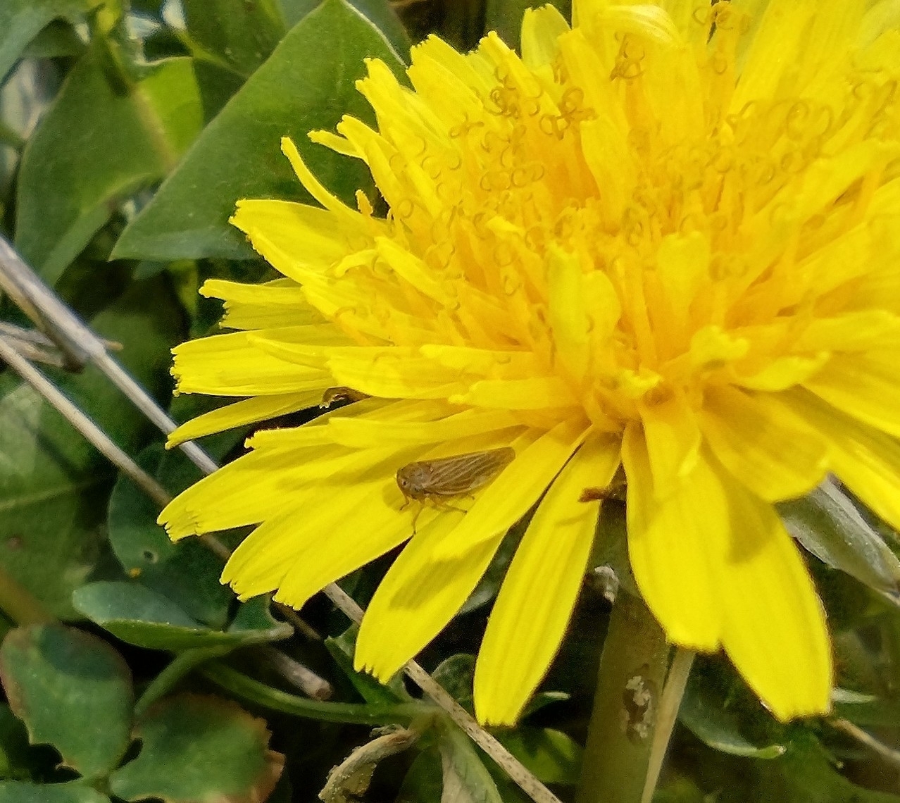 Agallia constricta | Insect Vectors of Plant Disease