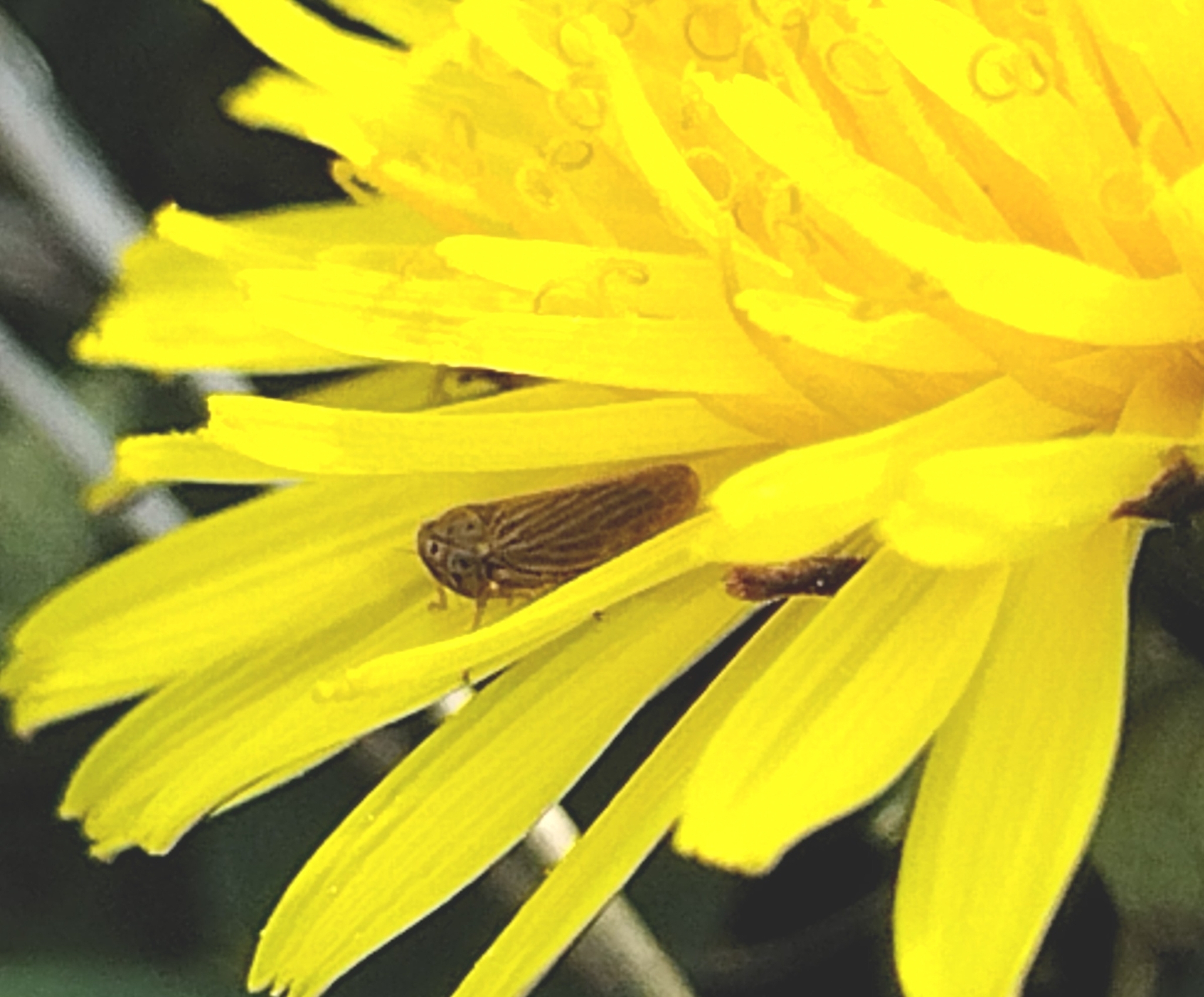 Agallia constricta | Insect Vectors of Plant Disease