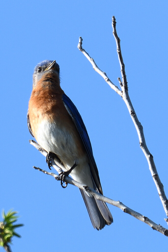 Eastern Bluebird from 65150 Bustamante, N.L., México on March 28, 2025 ...