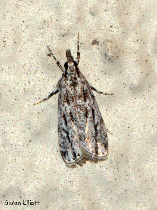 Striped Eudonia Moth (Lepidoptera of Crow Hill (Worcester Co., MA ...