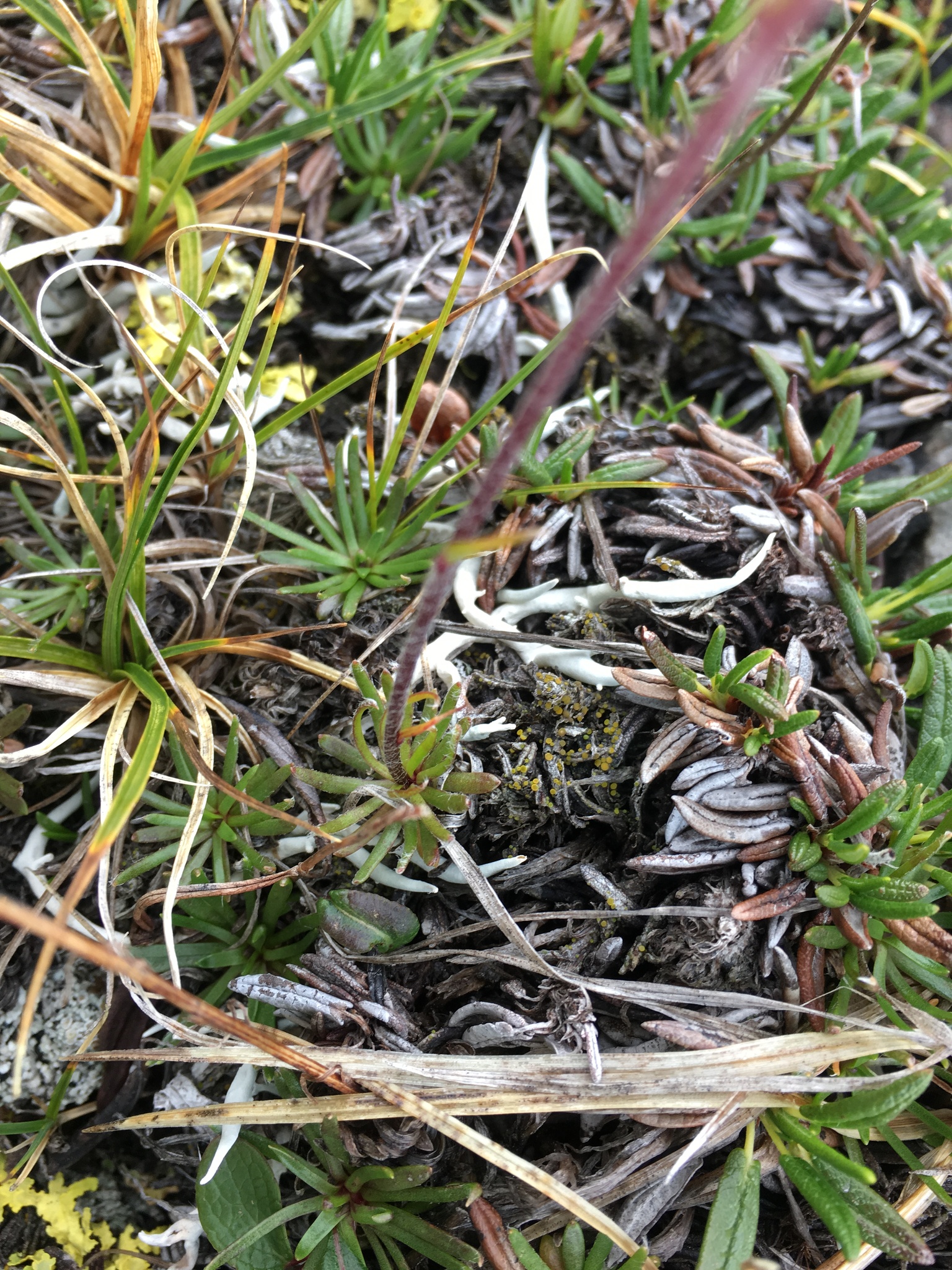 Arctanthemum integrifolium (Richards.) Tzvelev