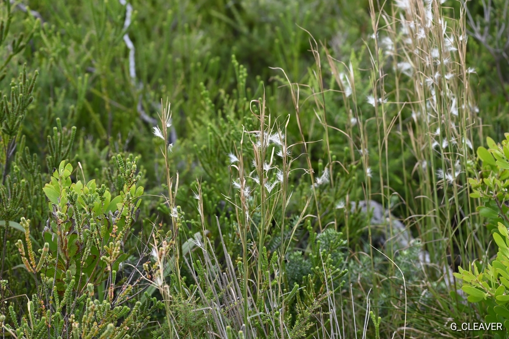Snowflake Grass from Sydney Harbour Area, NSW, Australia on April 2 ...
