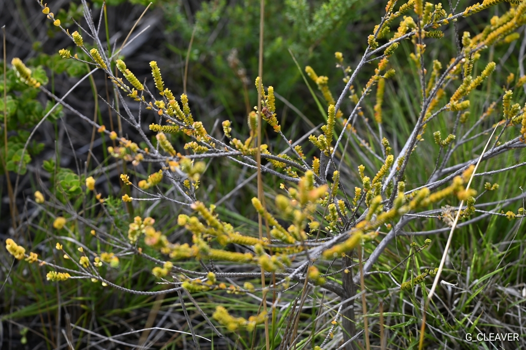 heath myrtle from Sydney Harbour Area, NSW, Australia on April 2, 2025 ...