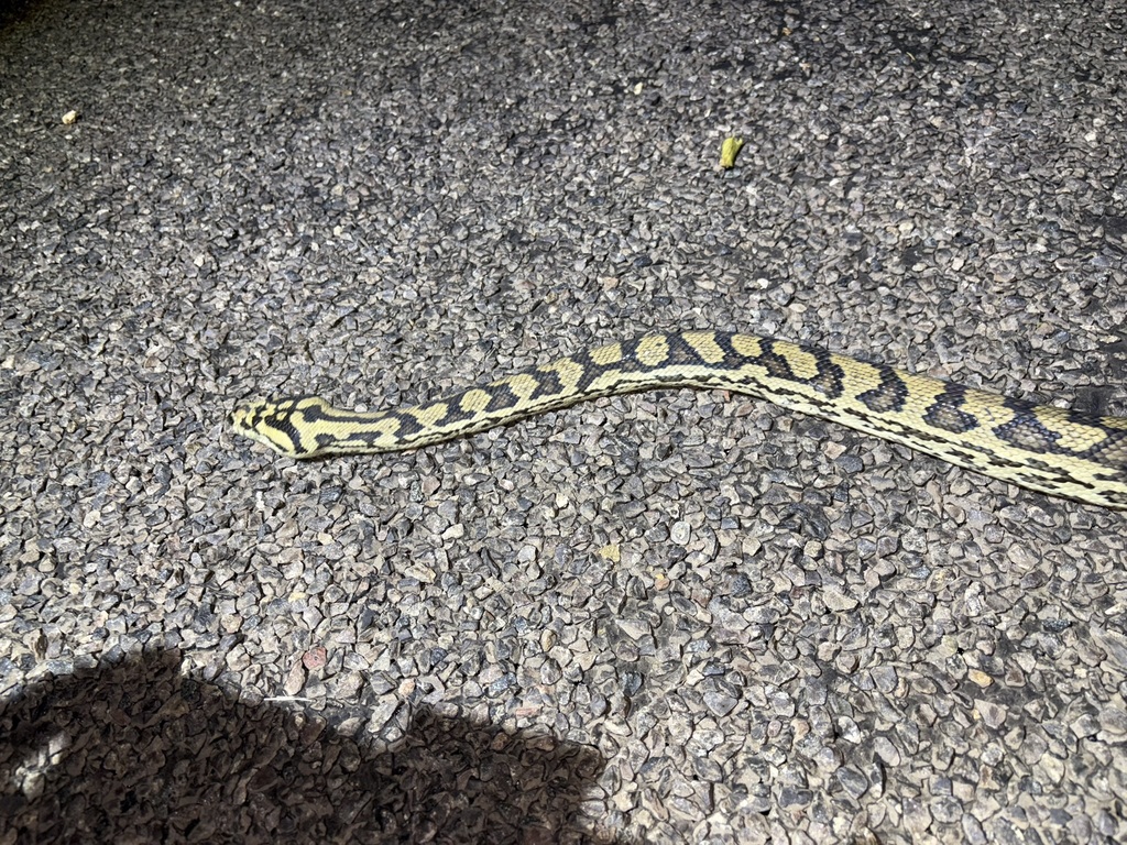 Carpet Python from Forty Mile QLD 4872, Australia on February 20, 2025 ...