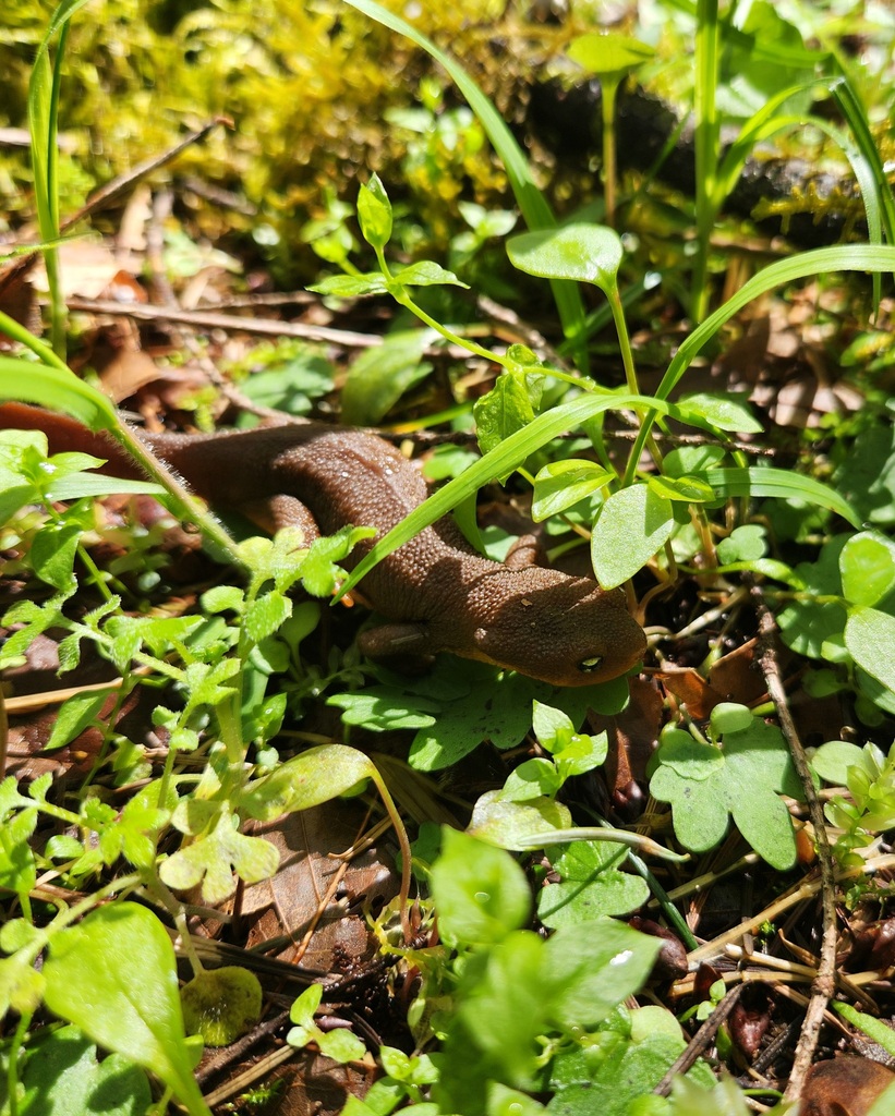 Rough-skinned Newt from Benton County, US-OR, US on April 1, 2025 at 01 ...