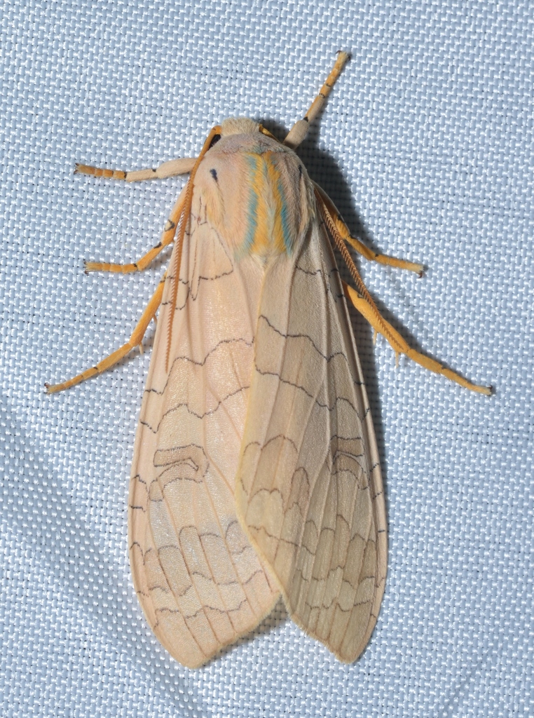 Sycamore Tussock Moth (Moths of the Richmond, Chesterfield, Henrico ...