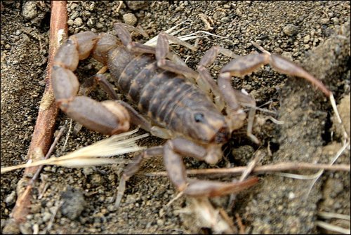 Subgenus Lourencoides · iNaturalist