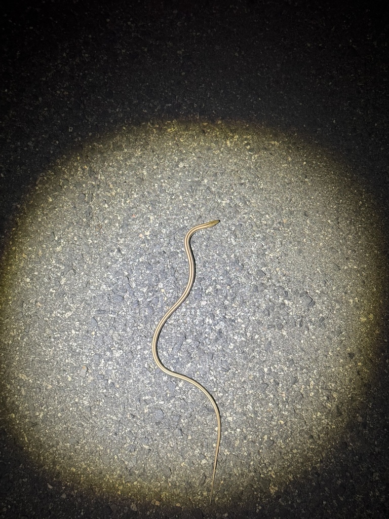 Western Slender Glass Lizard in April 2025 by jack4rogers · iNaturalist