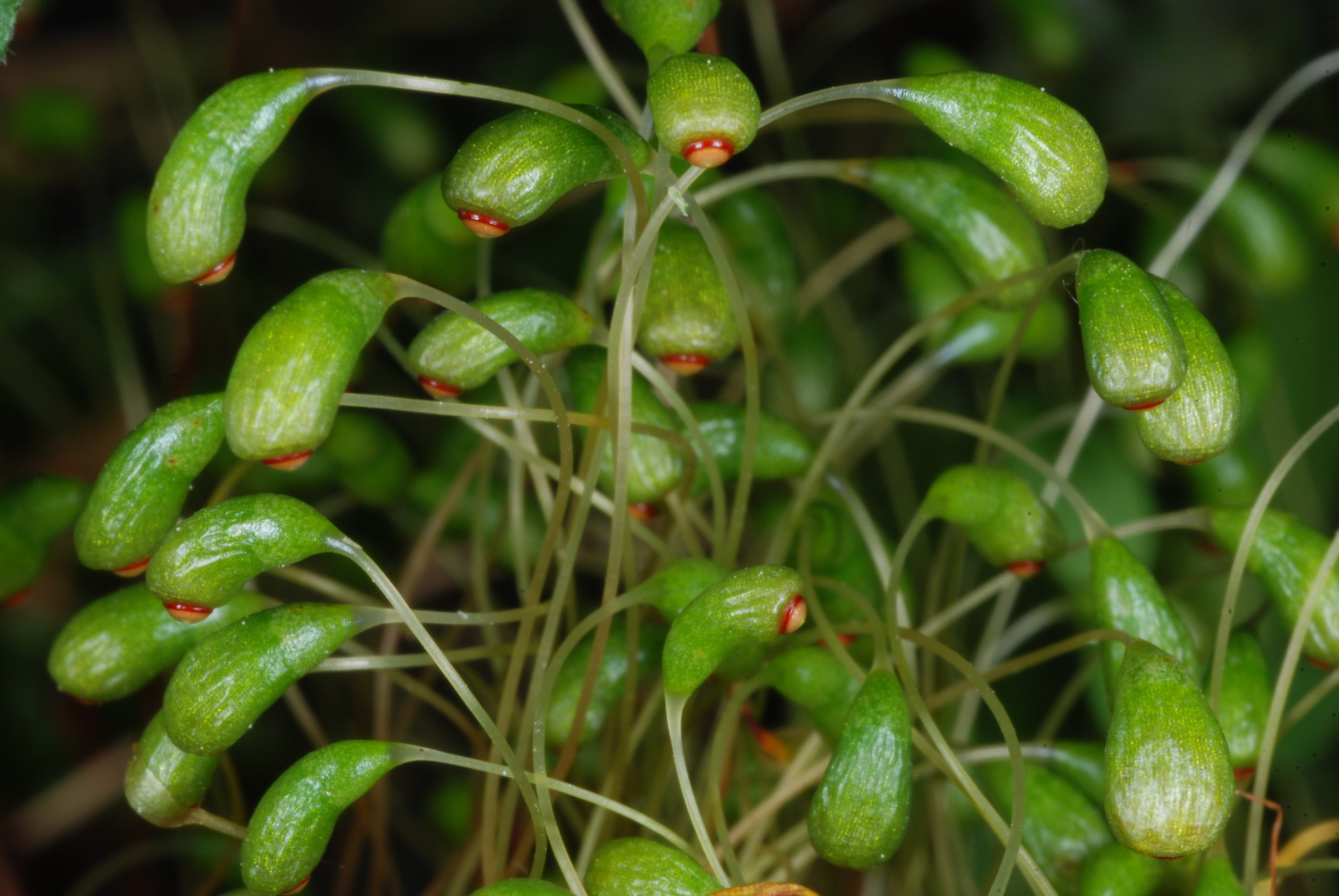 Bryophytes Funaria