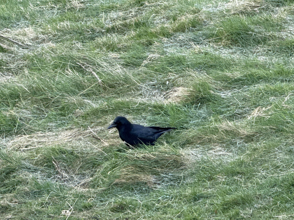 Carrion Crow from St Margaret's Loch, Edinburgh, 苏格兰, GB on April 2 ...