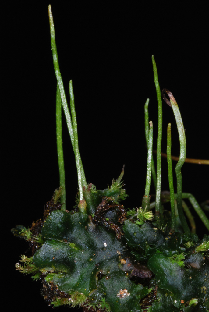 smooth hornwort (Phaeoceros laevis) - Botanical Realm