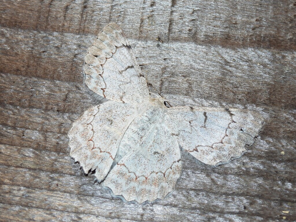 White Looper Moth from Coomba Park NSW 2428, Australia on April 2, 2025 ...
