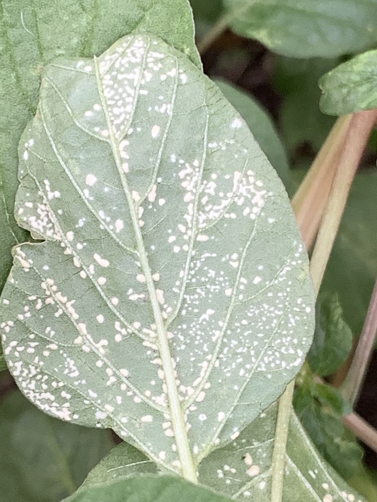 White Blister Rust Disease from Manhattan, New York, NY, US on August ...