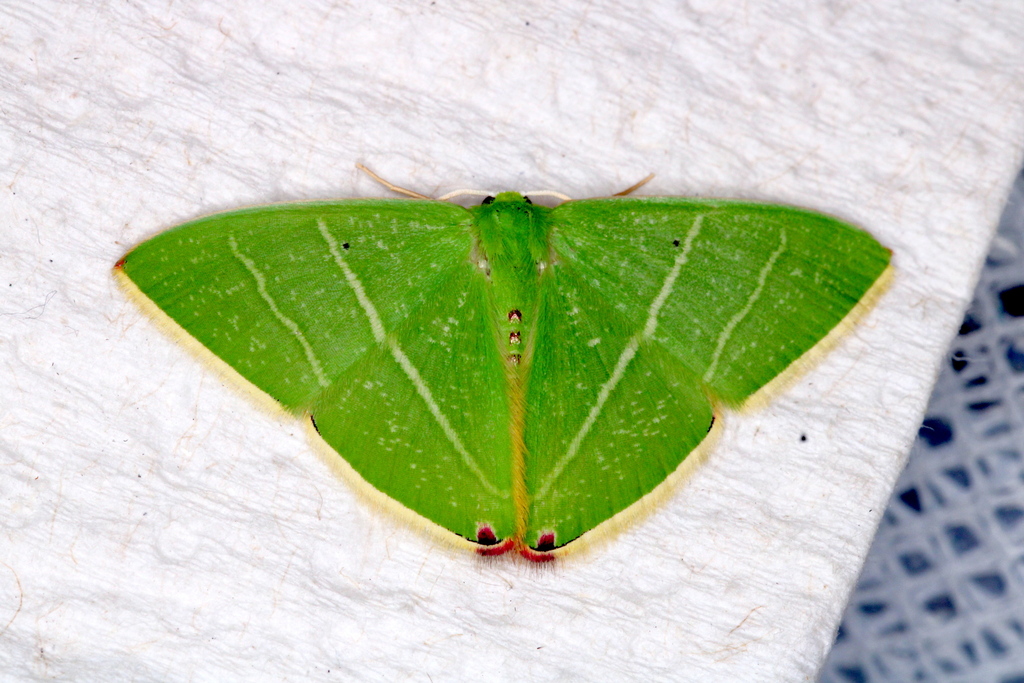 Urolitha bipunctifera from Sydney NSW, Australia on April 02, 2025 at 08:12 AM by Jack Crosbie ...