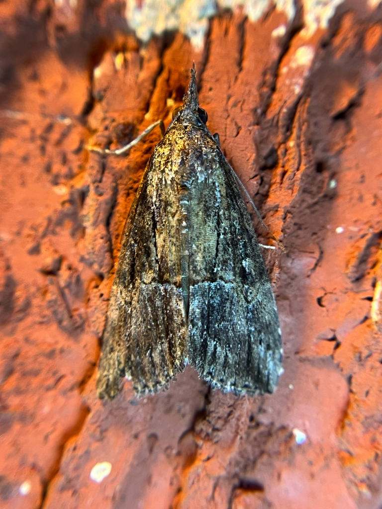 Green Cloverworm Moth from Sunset Dr, Norman, OK, US on April 1, 2025 ...