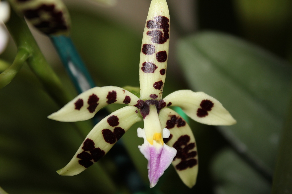 Prosthechea prismatocarpa (Orchids of Ecuador) · iNaturalist
