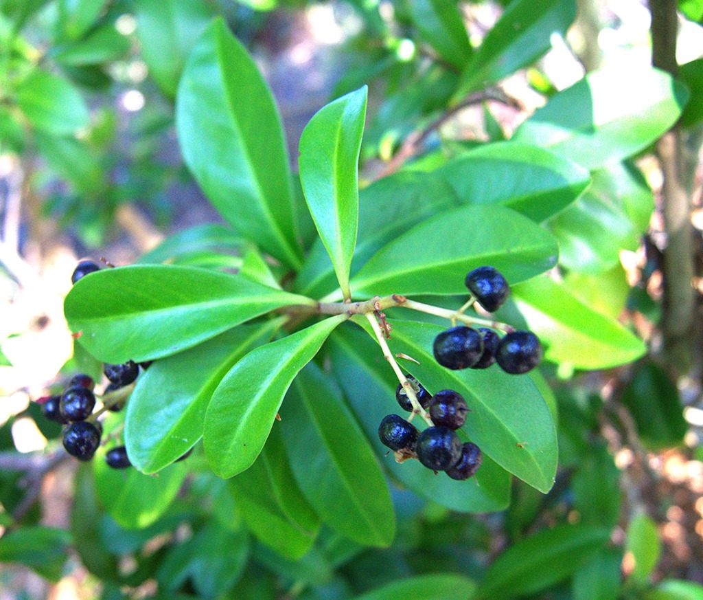 Marlberry from Seminole, FL, USA on April 2, 2024 at 06:41 PM by Aymee ...