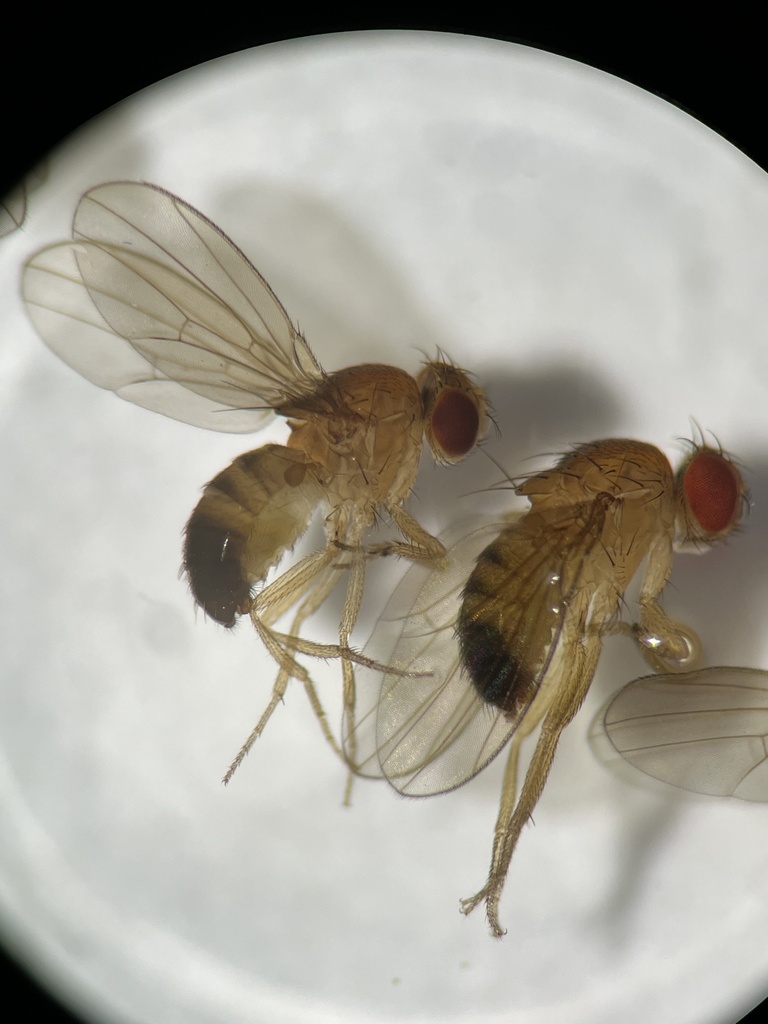Similar fruit fly from Cyprus, Chloraka, Paphos, CY on April 2, 2025 at ...