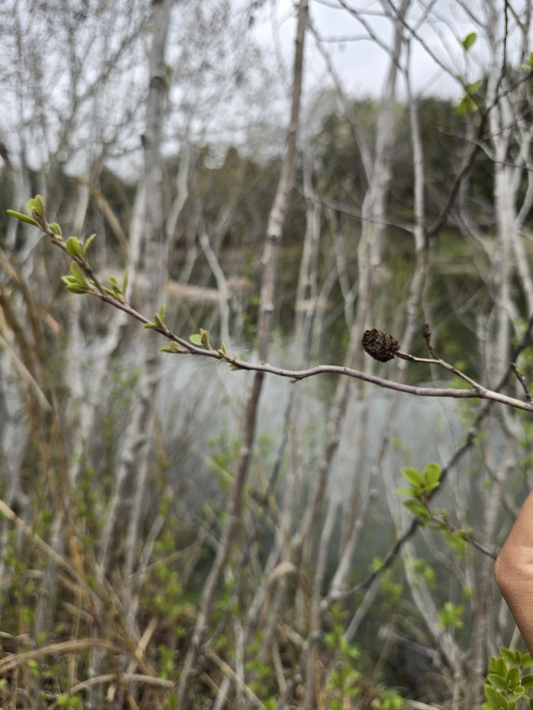 Oklahoma Seaside Alder in March 2025 by Gus Barksdale · iNaturalist