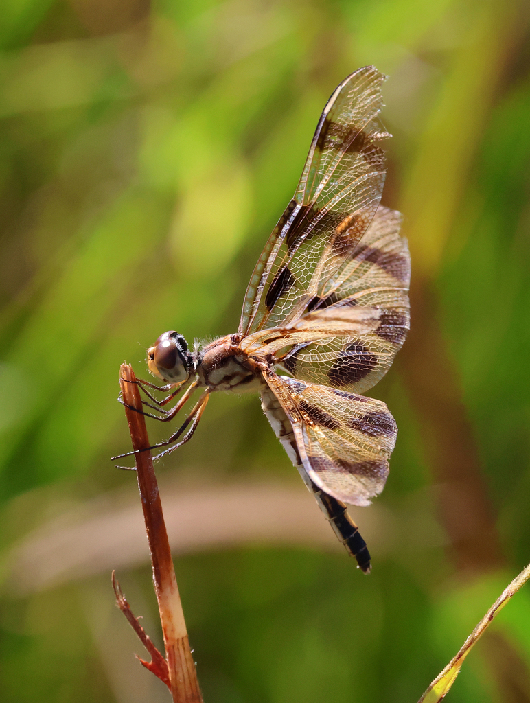 Halloween Pennant in September 2024 by Ron Goetz · iNaturalist