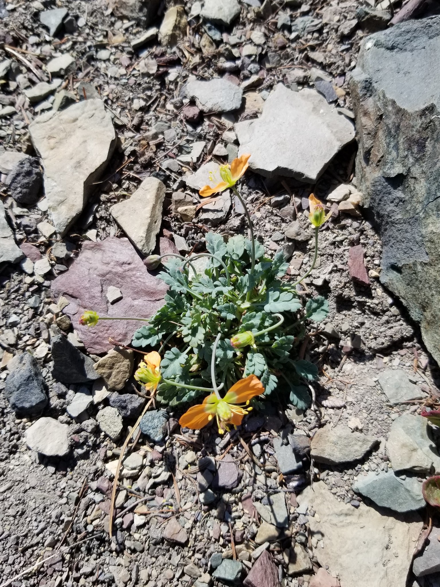 Papaver pygmaeum Rydb.