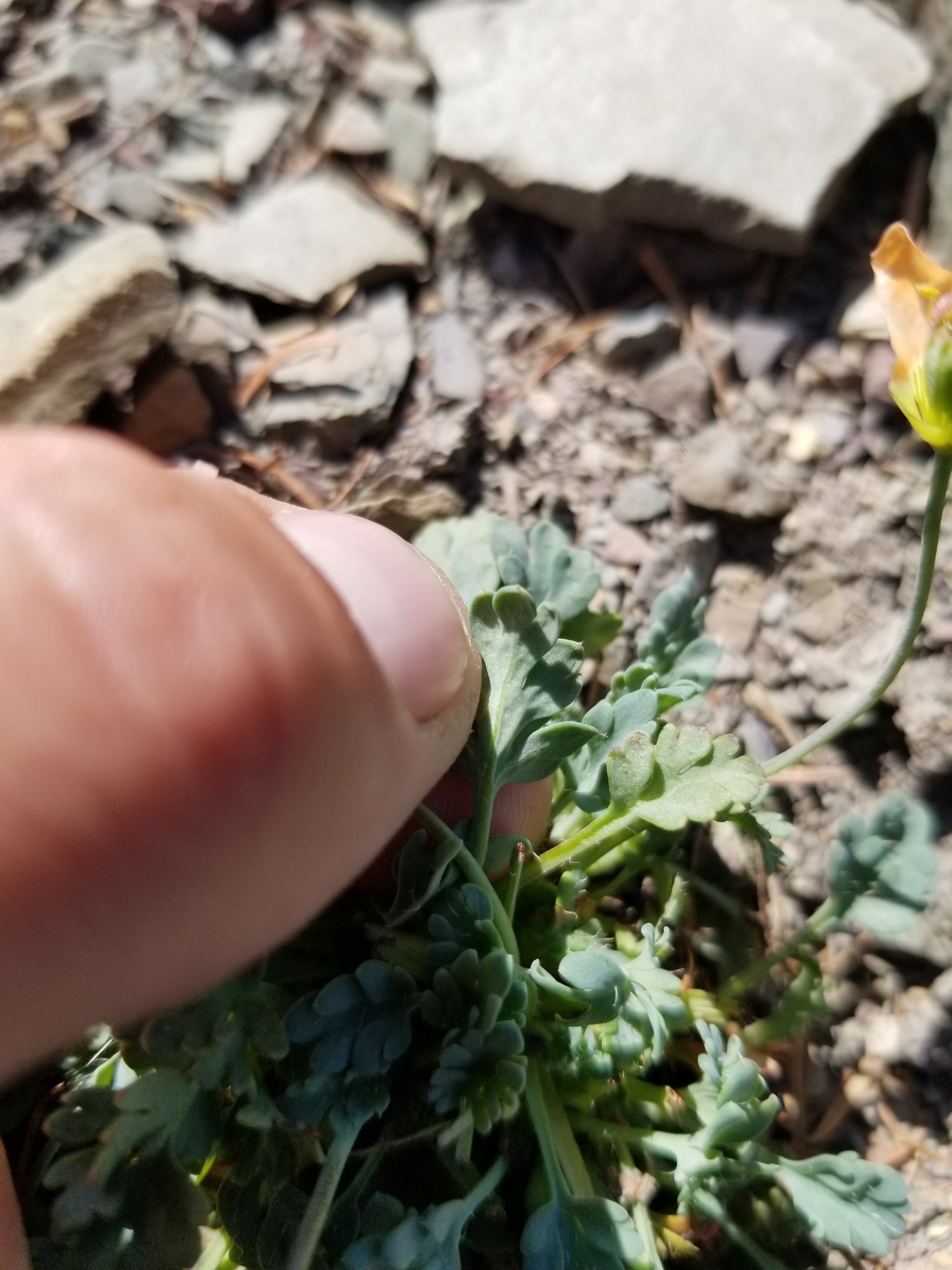 Papaver pygmaeum Rydb.