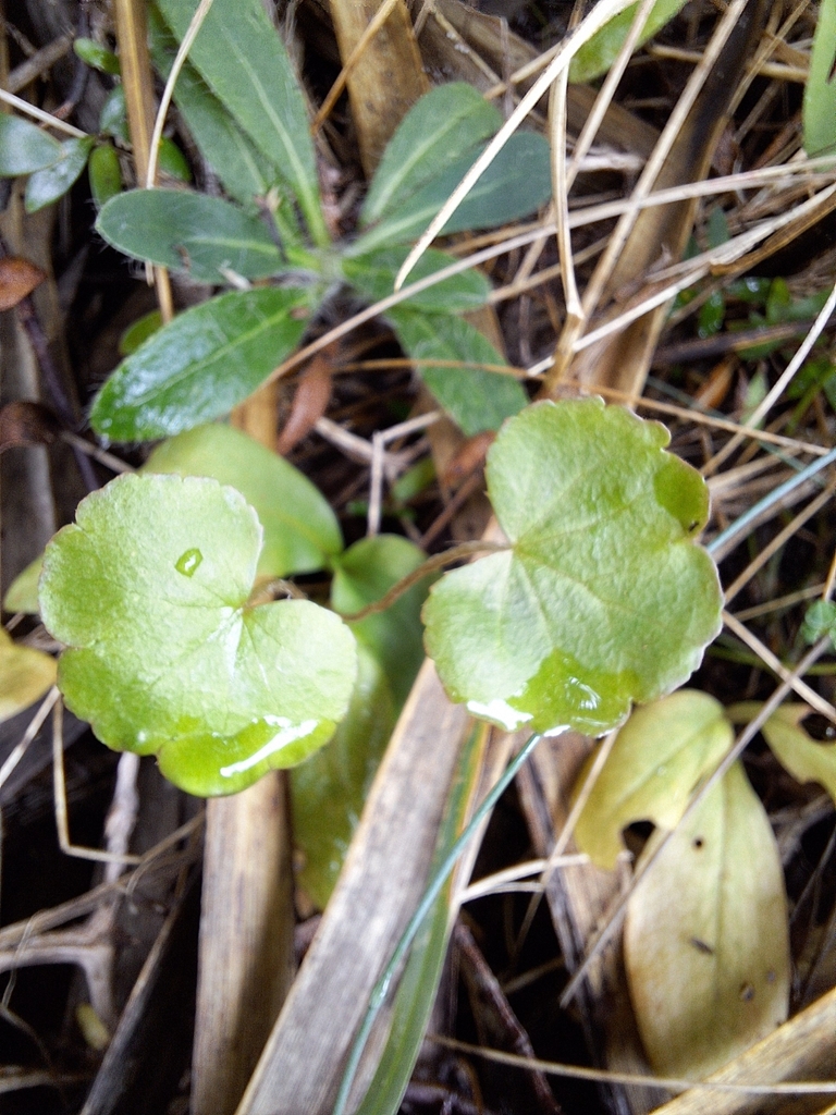 water pennyworts from Ward 7285, New Zealand on March 25, 2025 at 02:36 ...